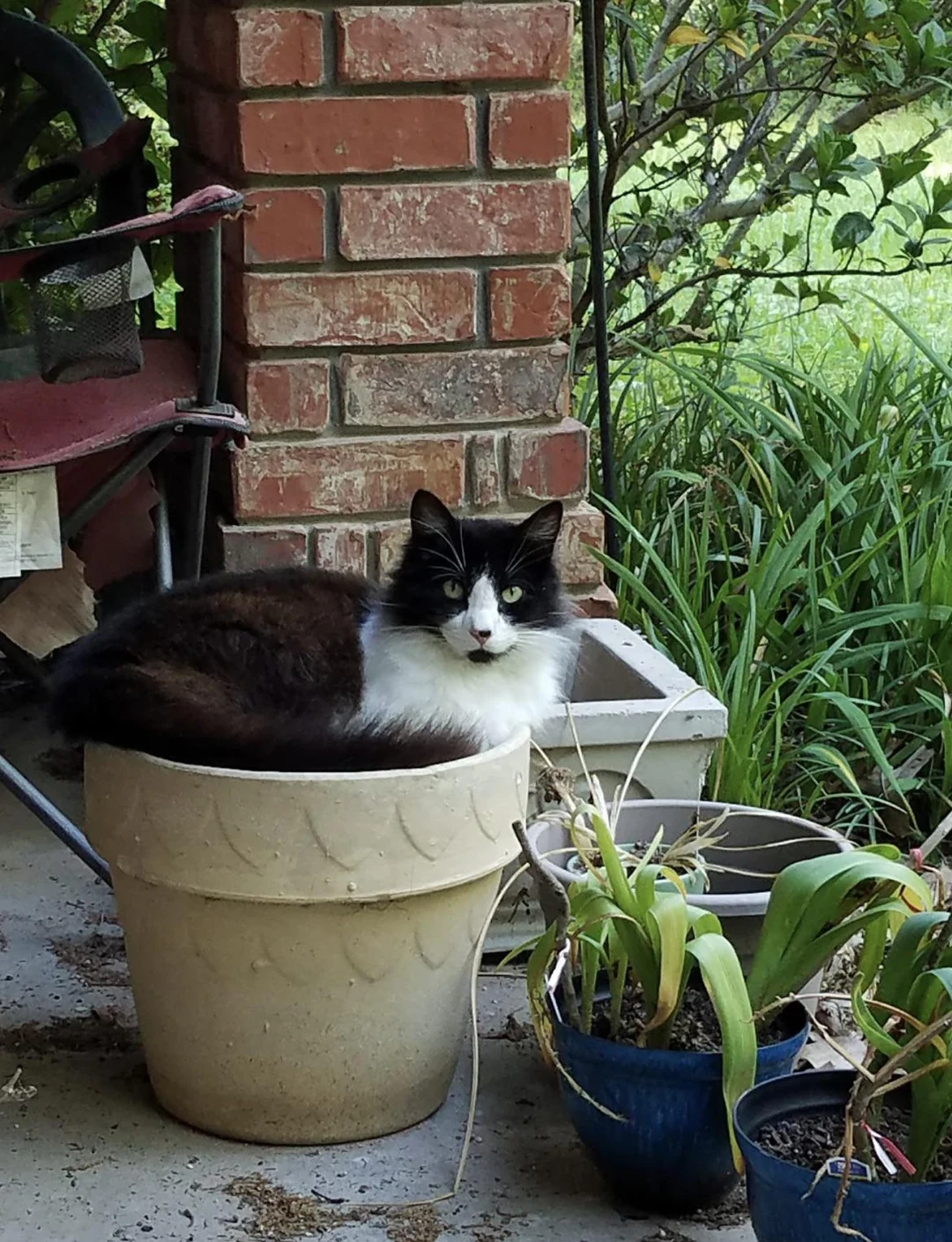 My Juno kitty | Scrolller