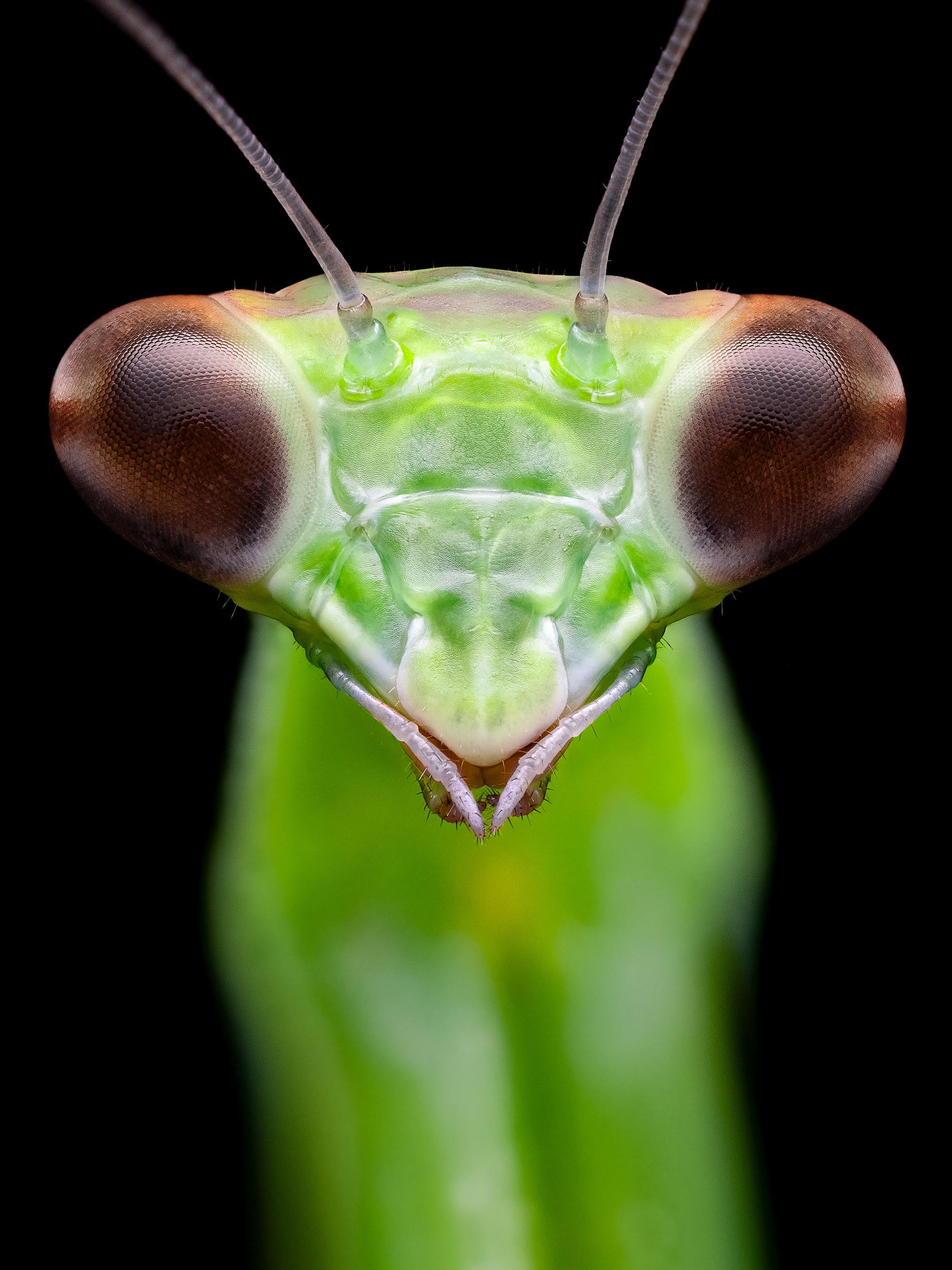 My most detailed mantis image | Scrolller