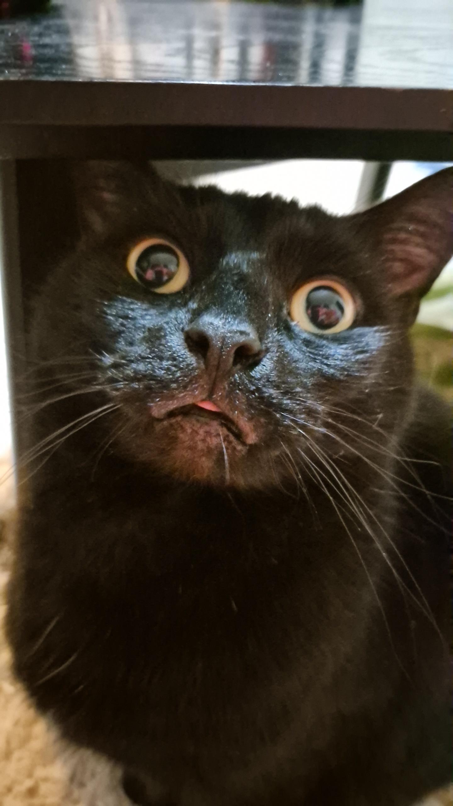 Mini derp | Scrolller