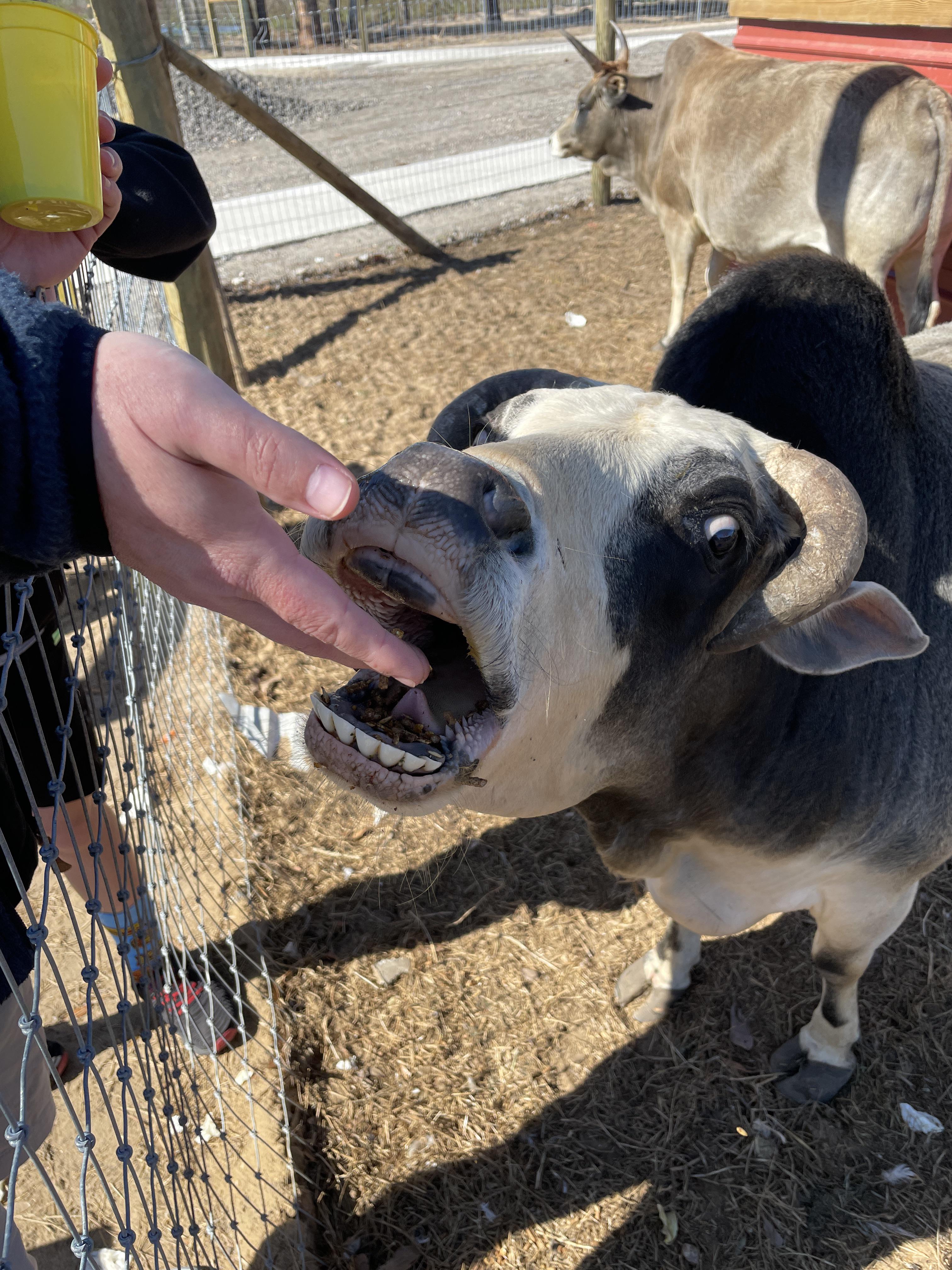 Silly Cow | Scrolller