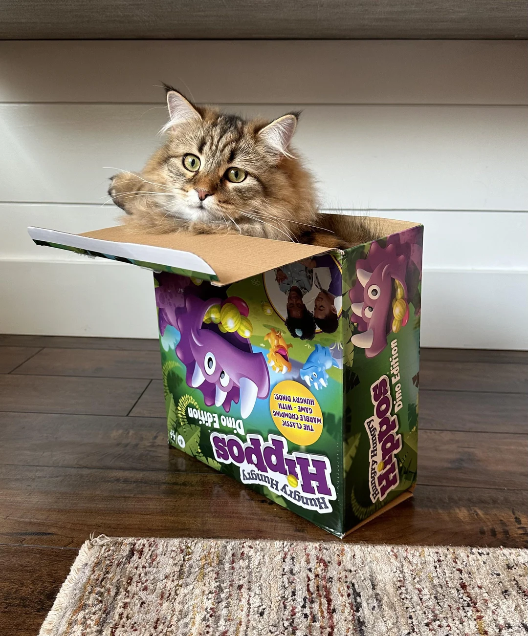 Cats and the love of boxes 😹 | Scrolller