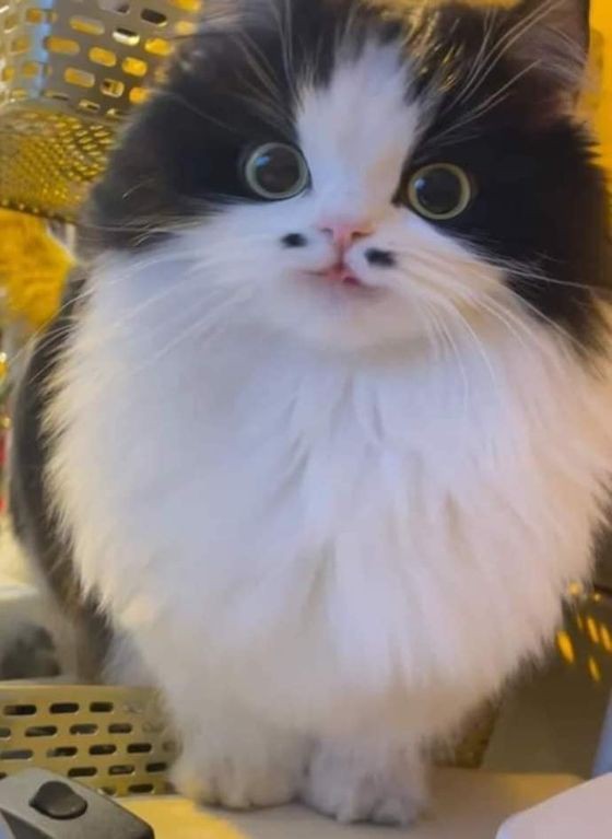 Little super little blep💖 | Scrolller