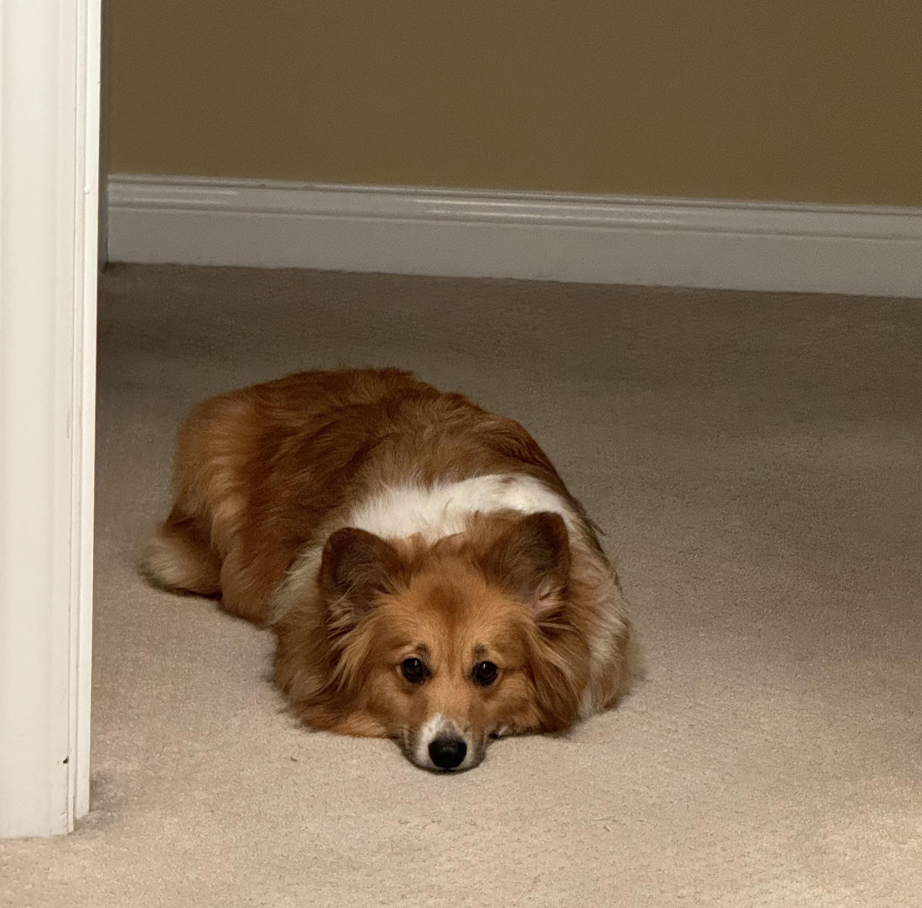 Corgi puddle | Scrolller