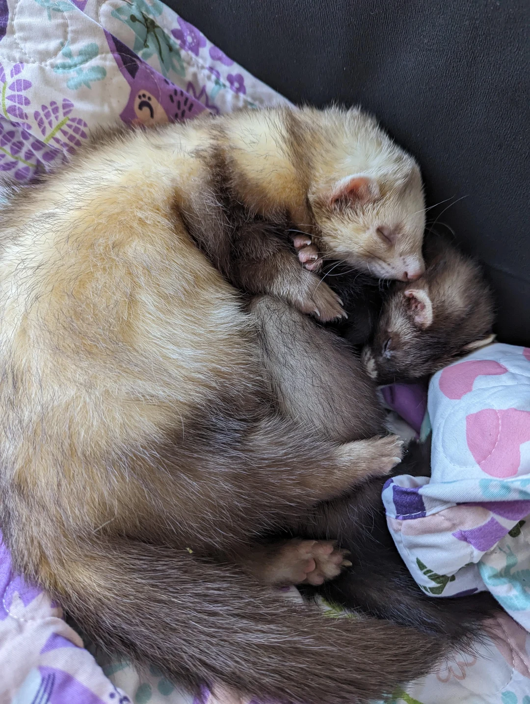 Here are my babies | Scrolller