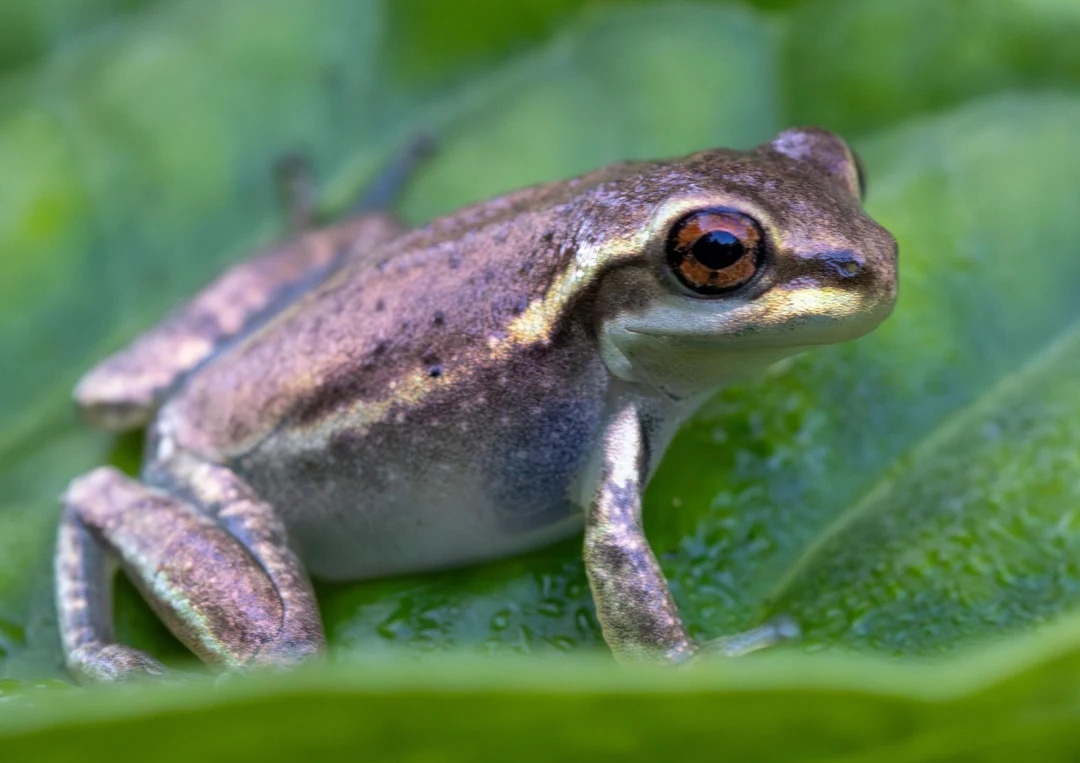Macro photography:frog | Scrolller