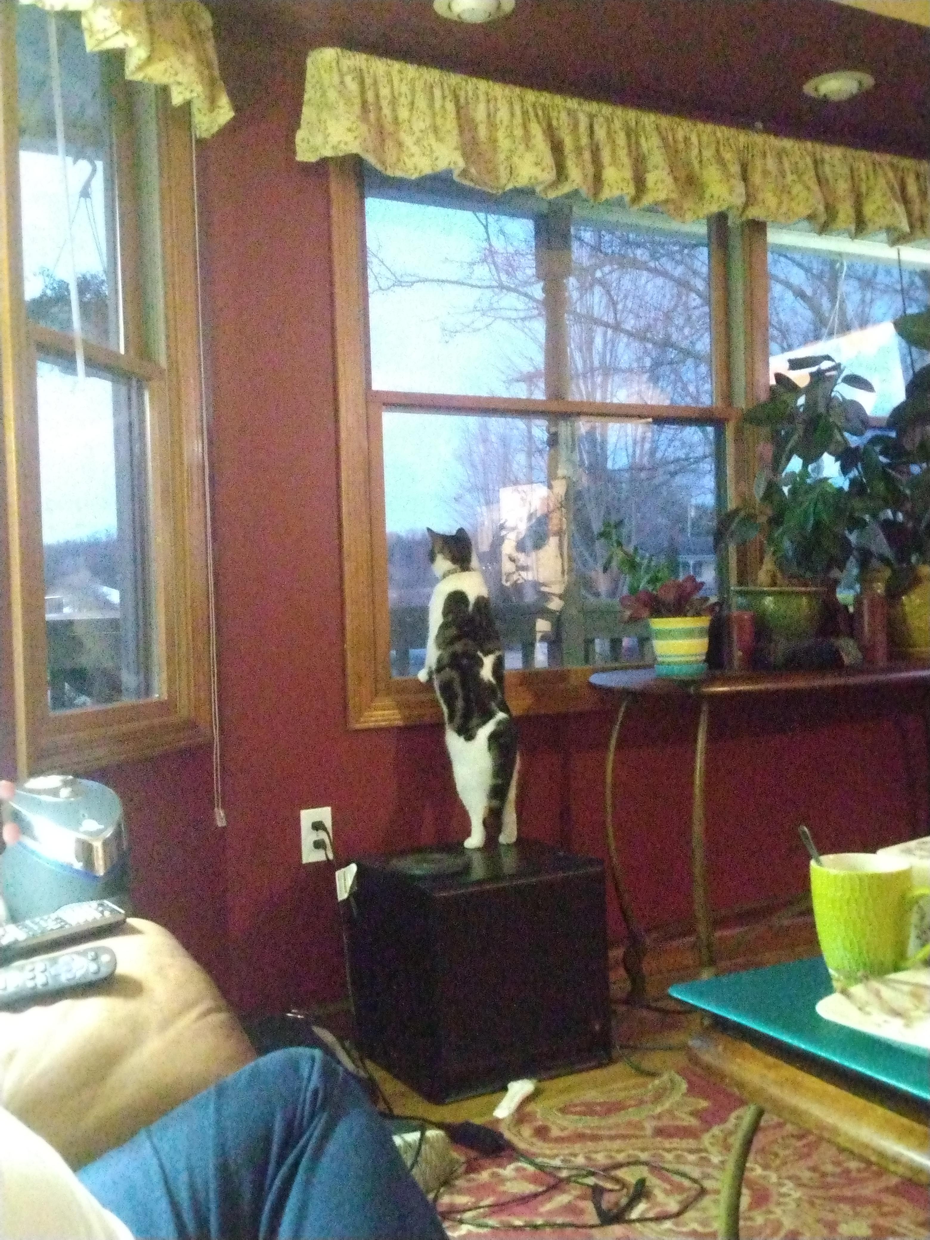 Security Cat? | Scrolller