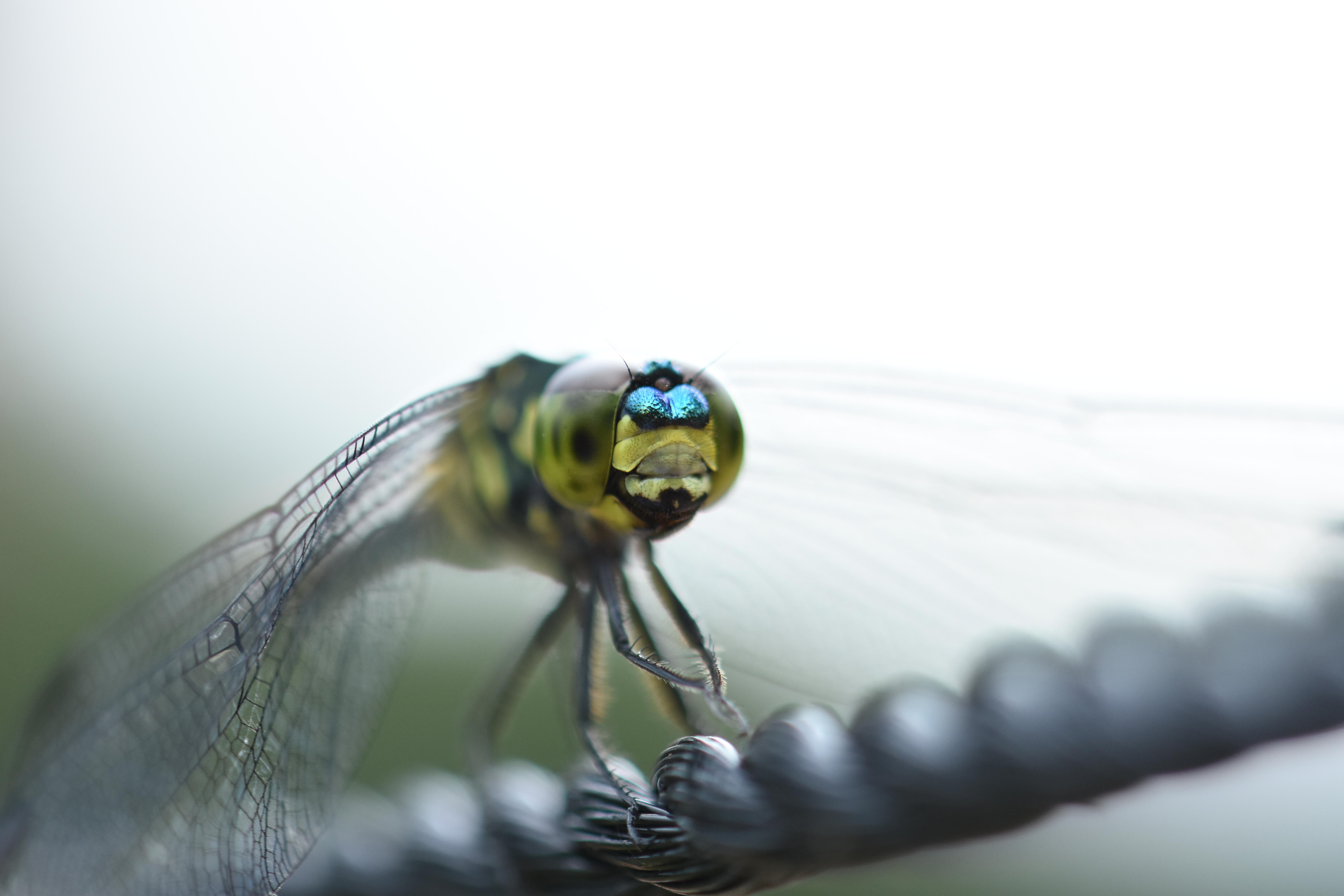 Dragonfly on a rope | Scrolller