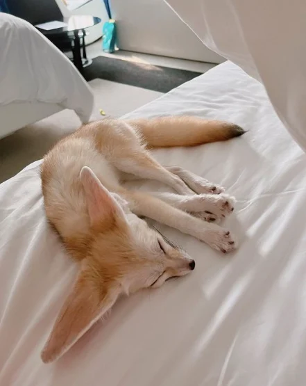 fennec foxes | Scrolller