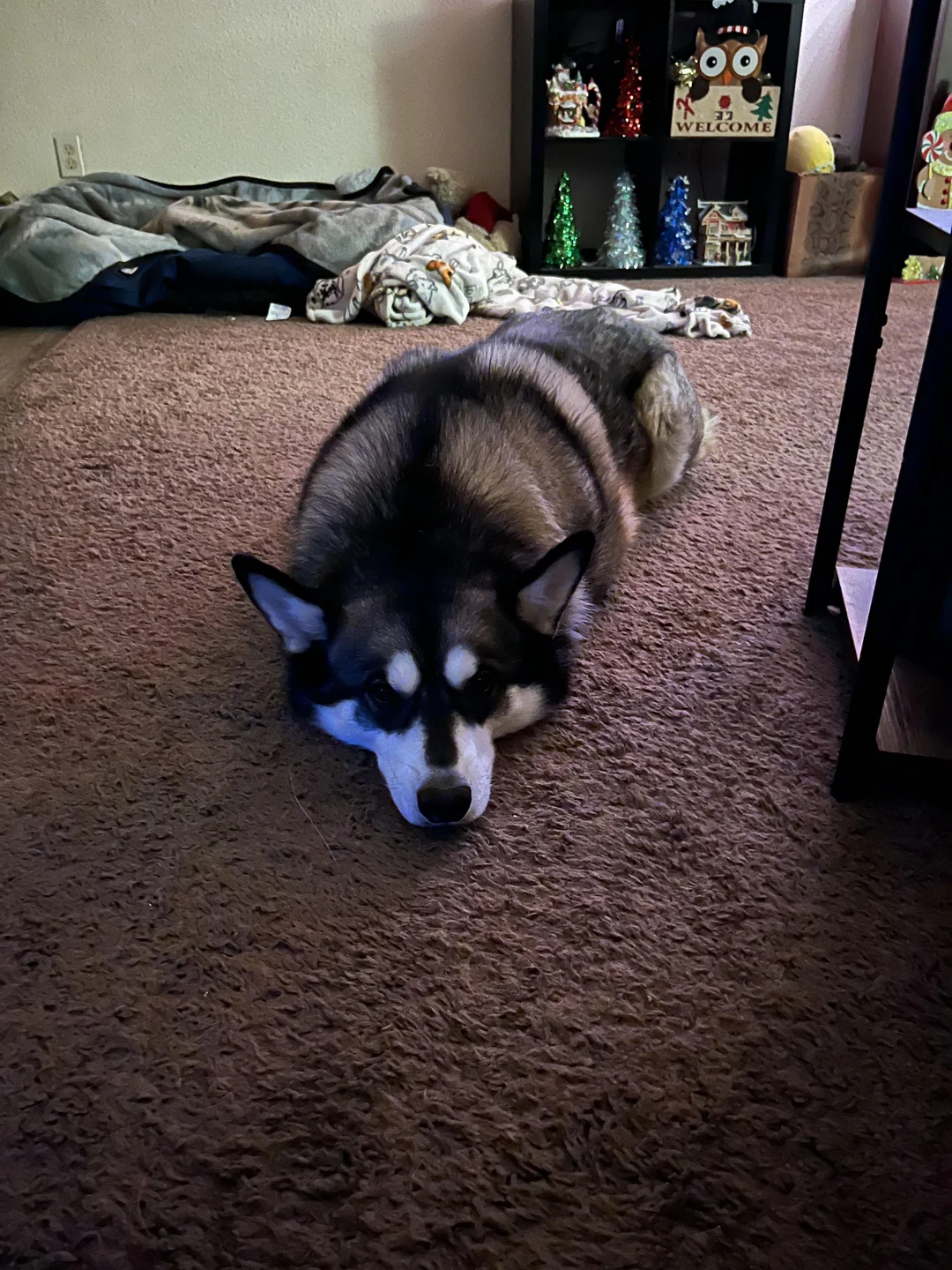 Discovered a new breed. The grub worm husky. | Scrolller