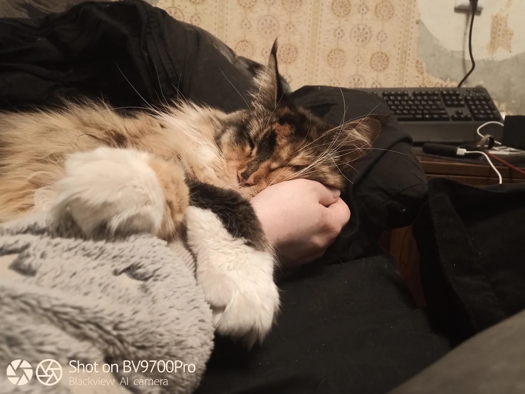 Cisco the cat decided that I'll be her pillow today. | Scrolller
