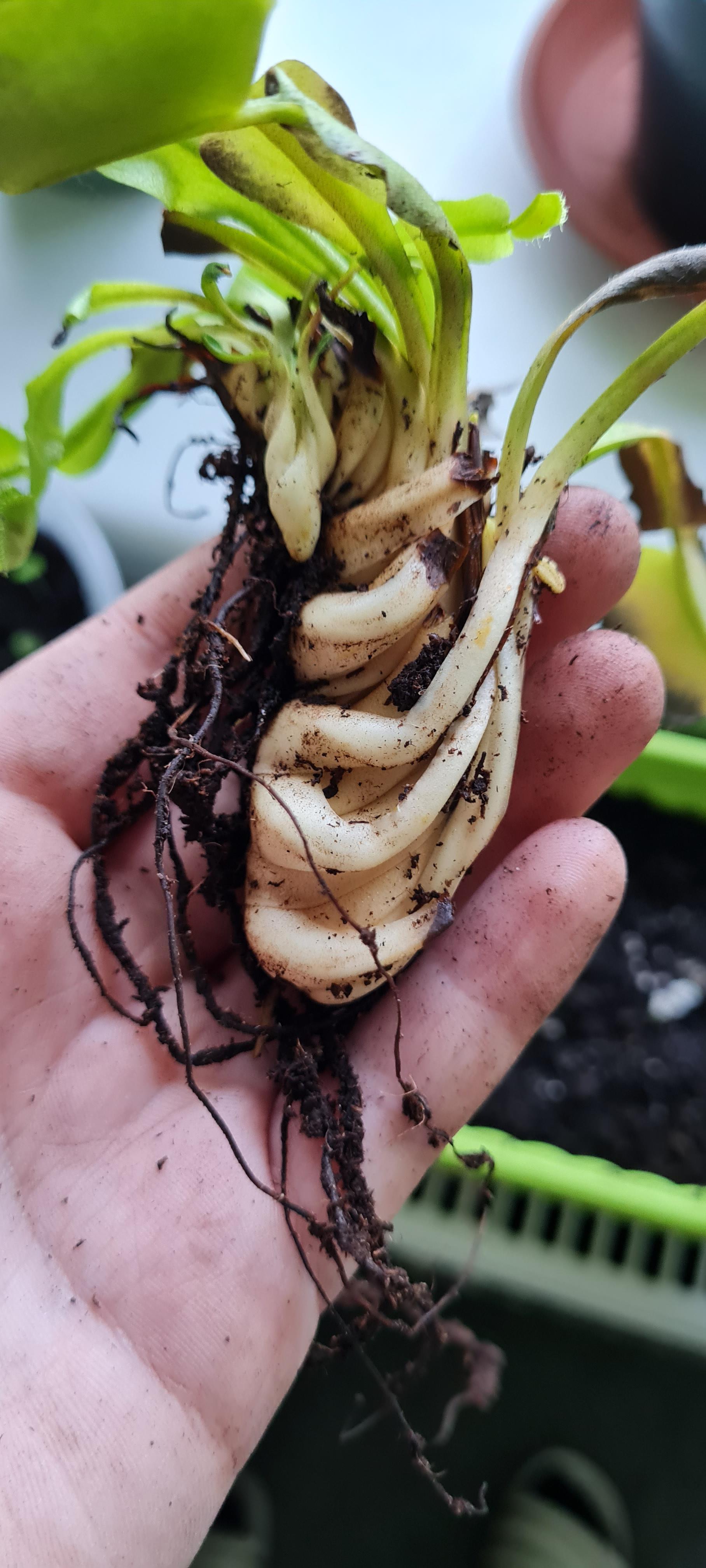 Root system of a Venus fly trap with a pup | Scrolller