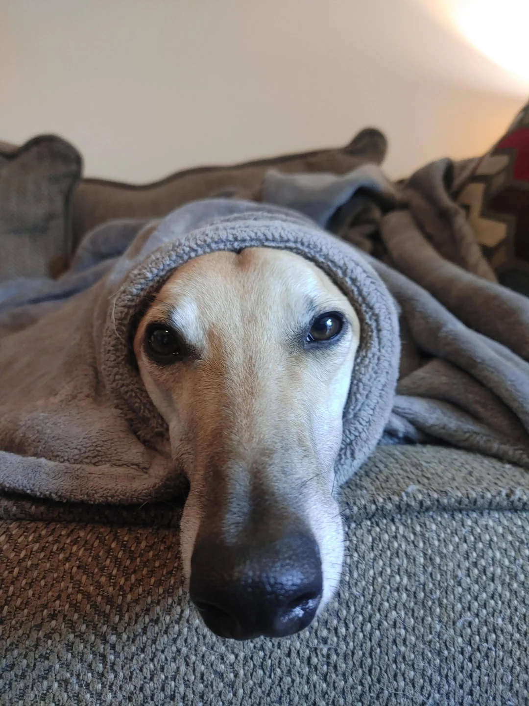 Porky enjoying the blankets. | Scrolller