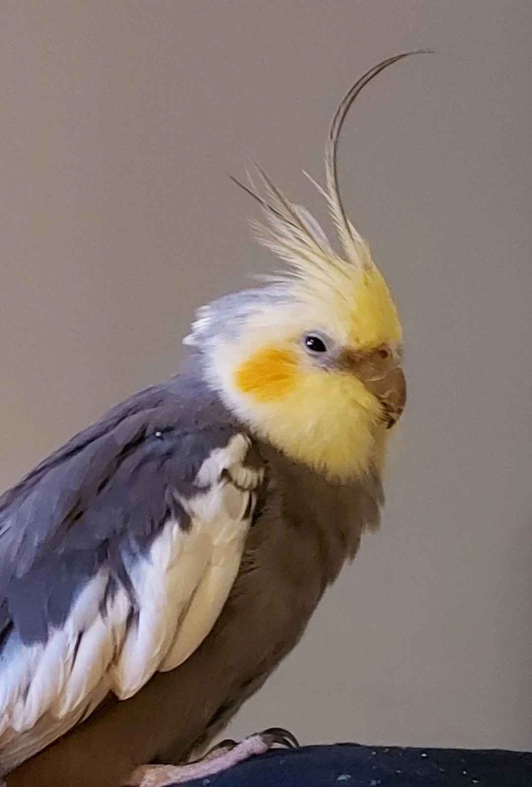 Mourning? See comment | Scrolller