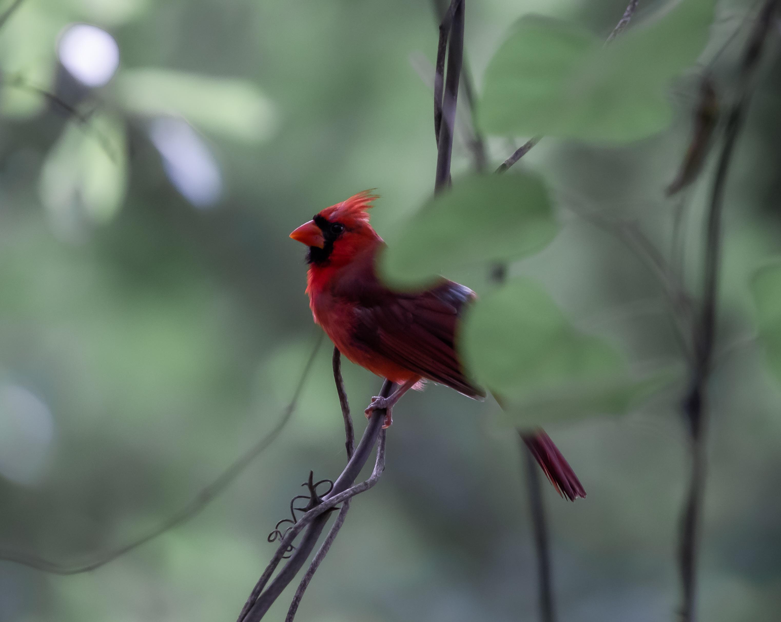 Northern cardinal behind leaves | Scrolller