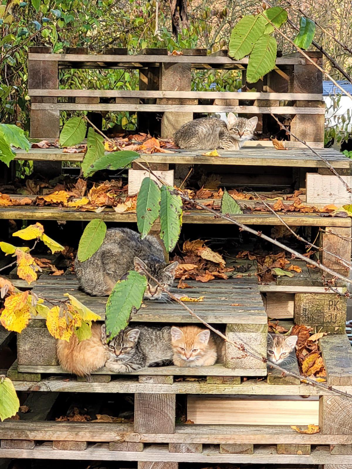 Cat stack | Scrolller