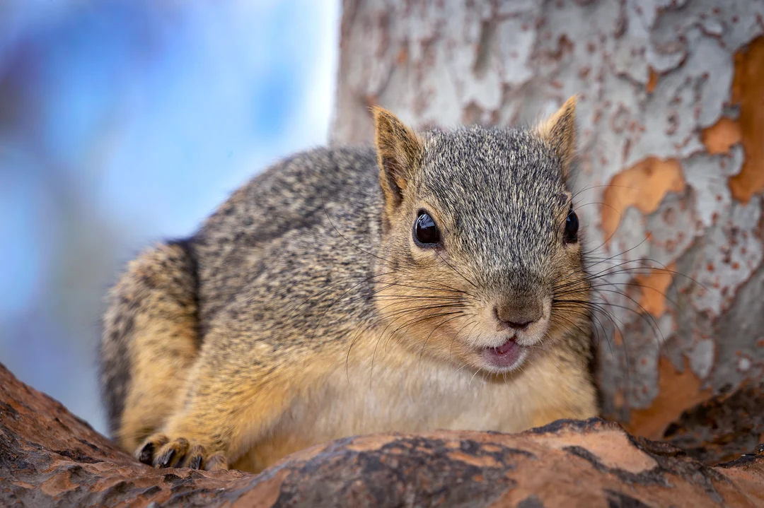 Sweet Mother Squirrel | Scrolller