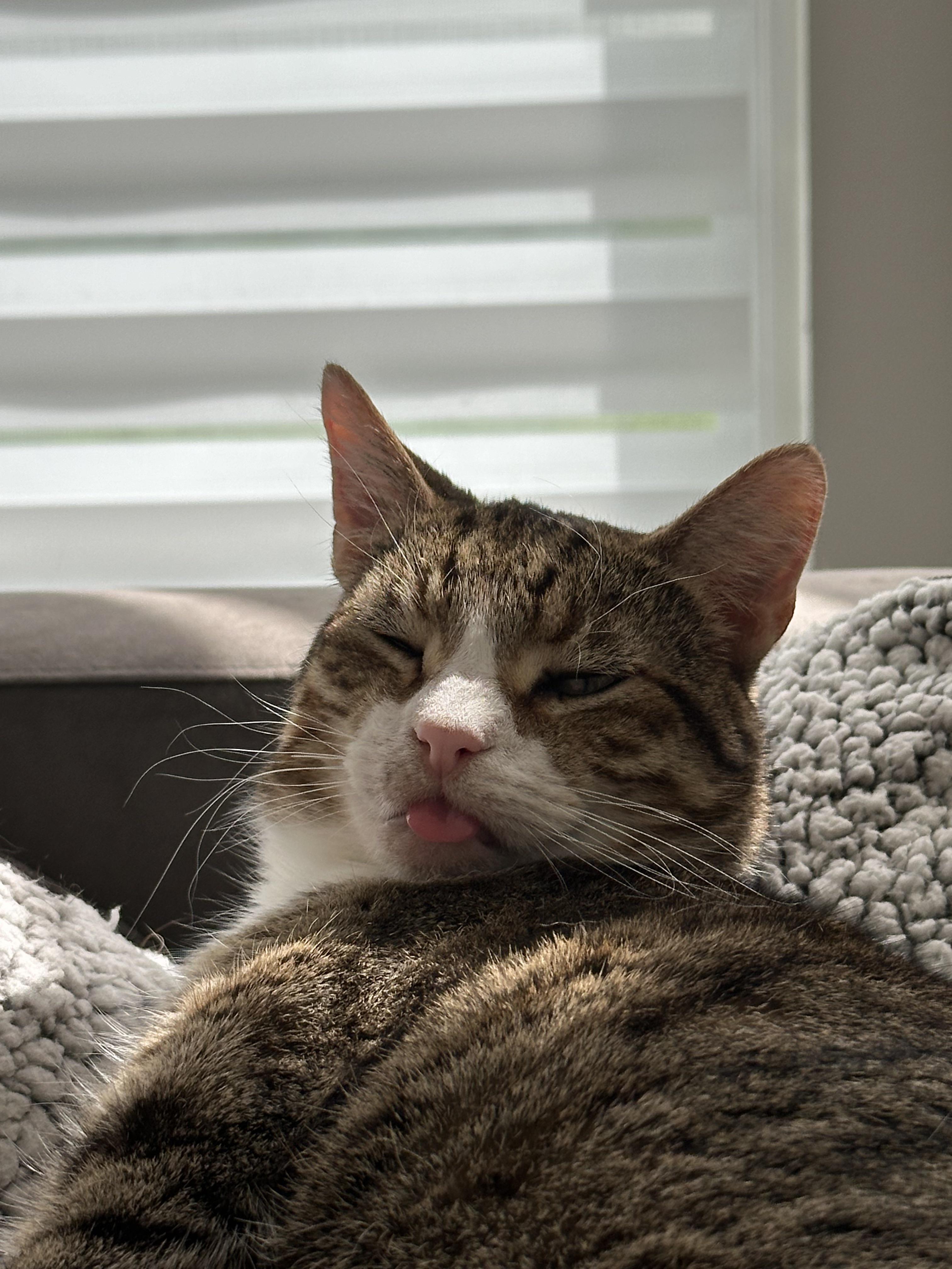 A rare blep | Scrolller