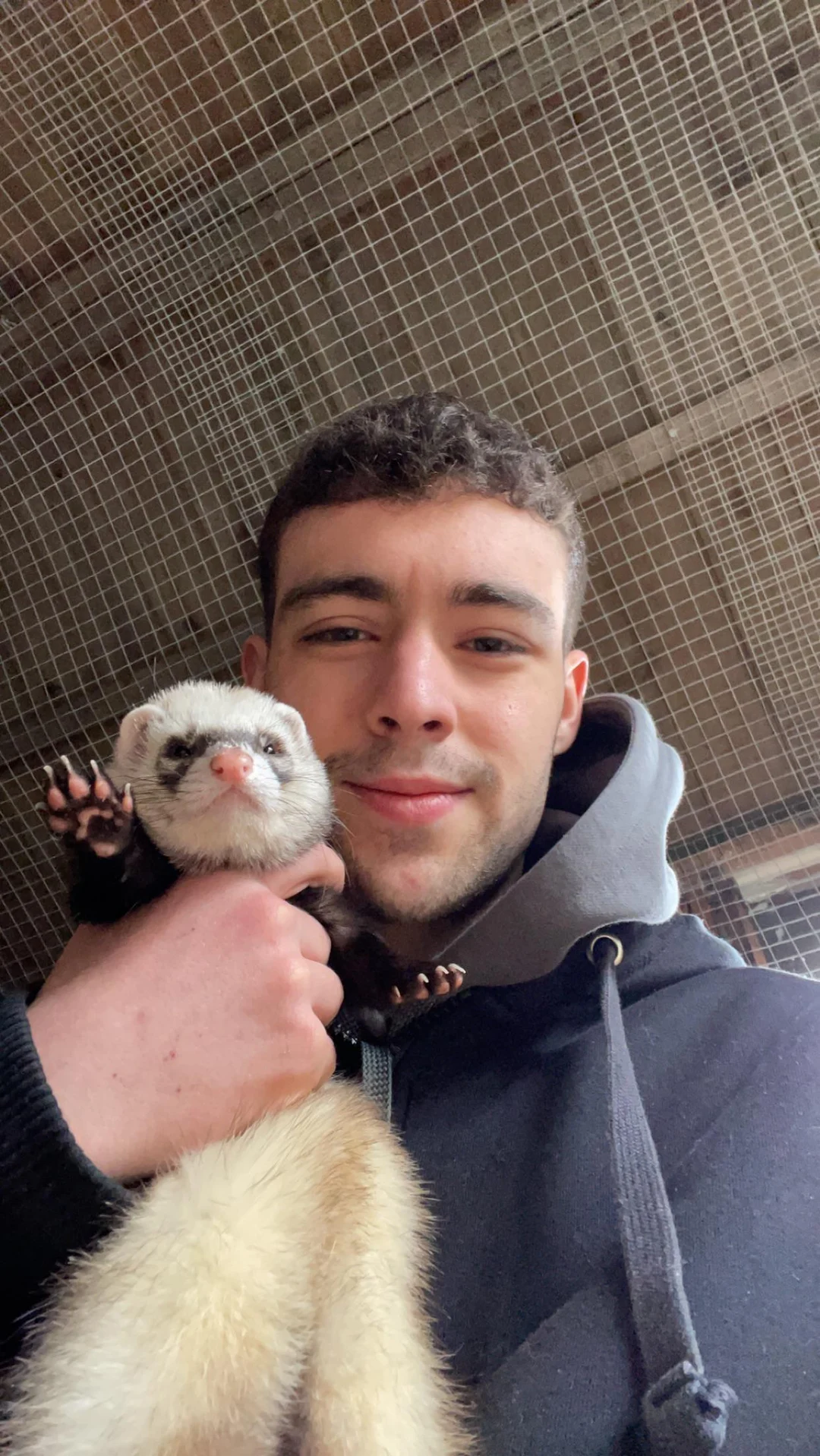 Ferret 👋🏻 | Scrolller