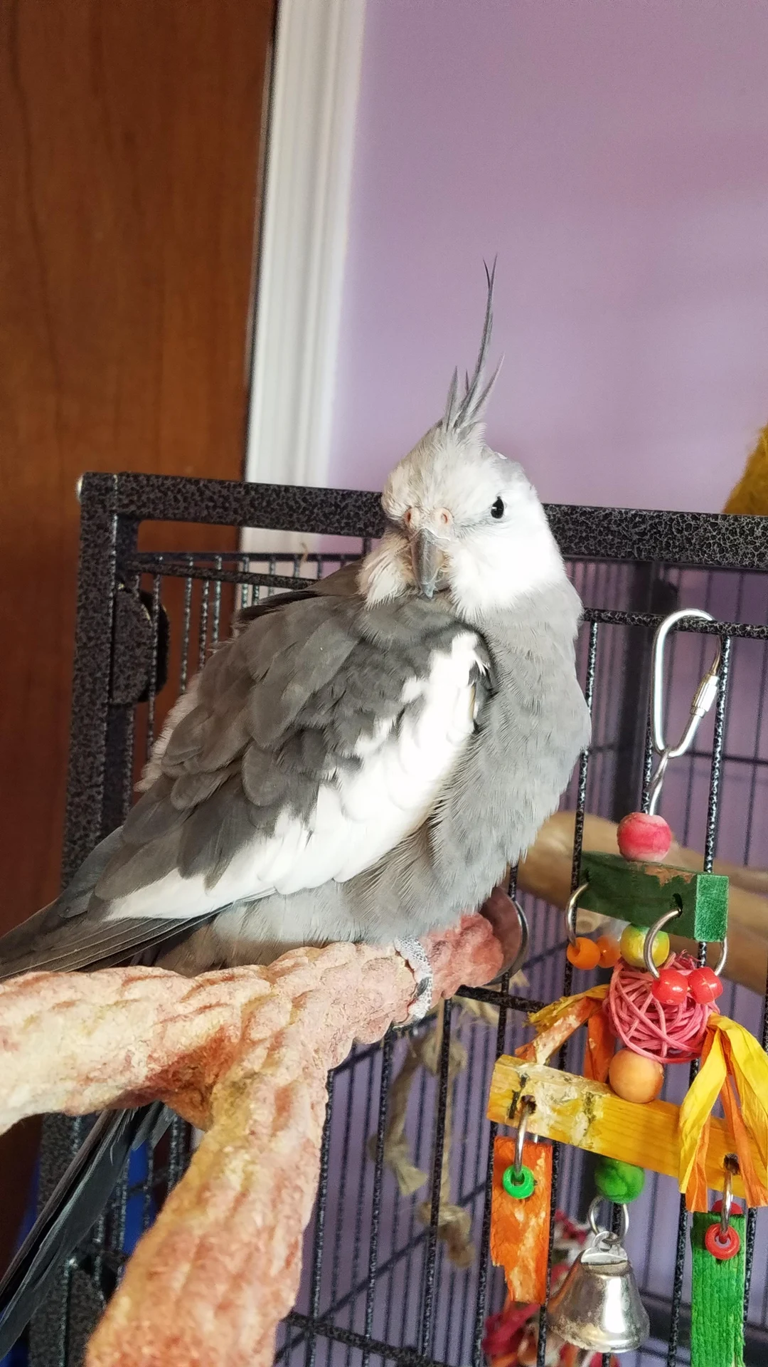 Feather duster 3000 | Scrolller