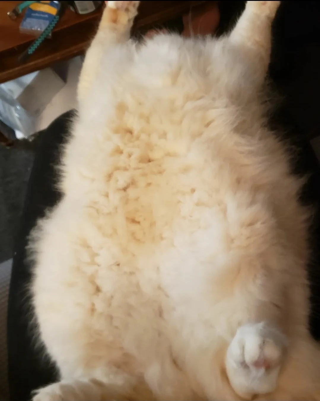 New sofa cushion. | Scrolller