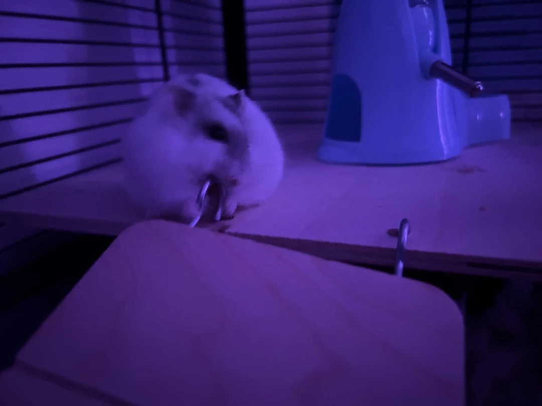 Hamster won’t stop biting metal? | Scrolller