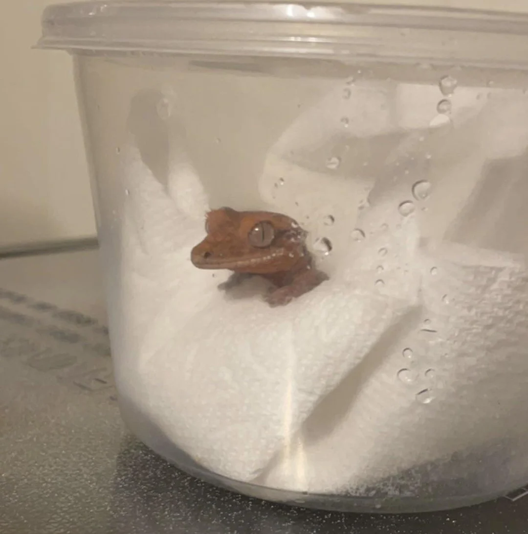 just got lil mans Butters | Scrolller