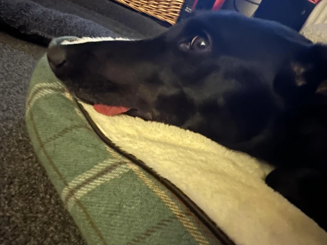 Our new boy Toby, chucking out a little blep | Scrolller