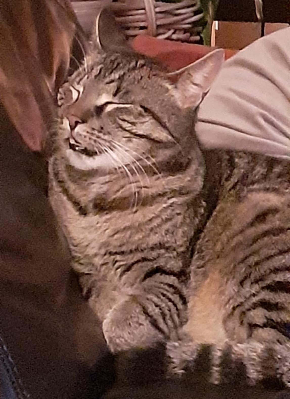 My cat looks like he's laughing. | Scrolller