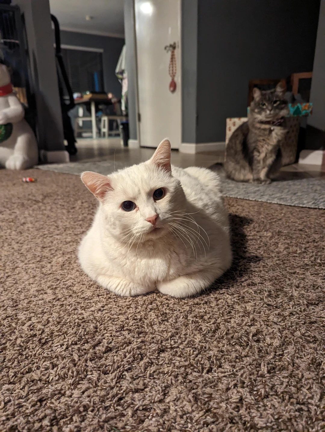 The head tilt is everything | Scrolller