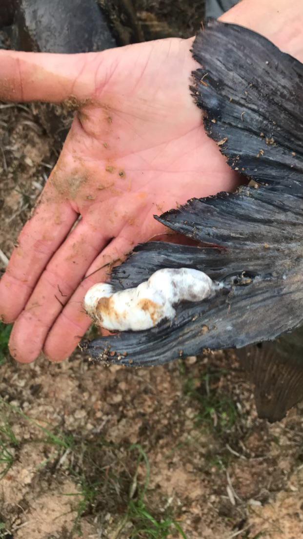 Any clue what this is on the tail? Never seen it before | Scrolller