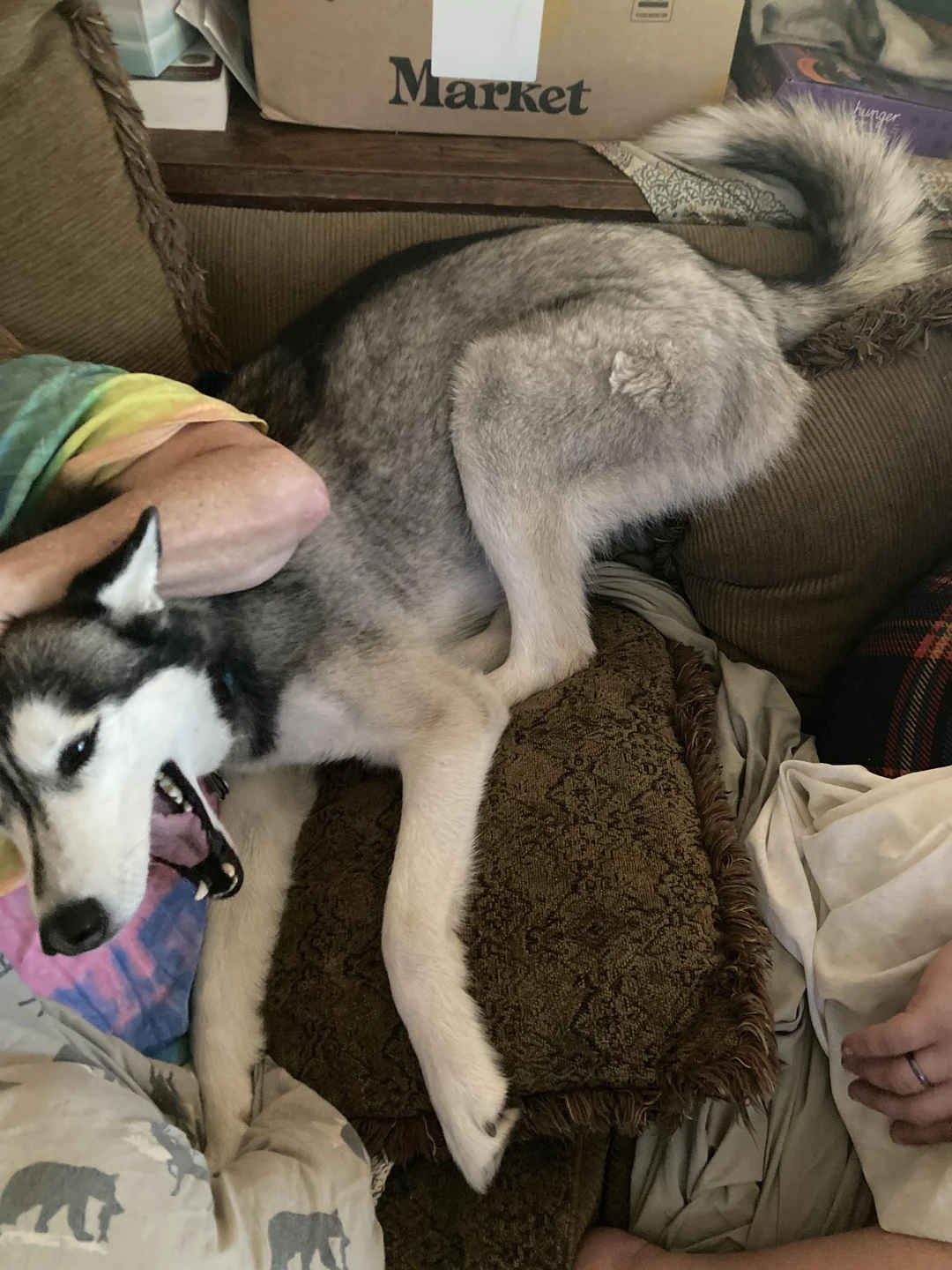 He seems comfortable. | Scrolller