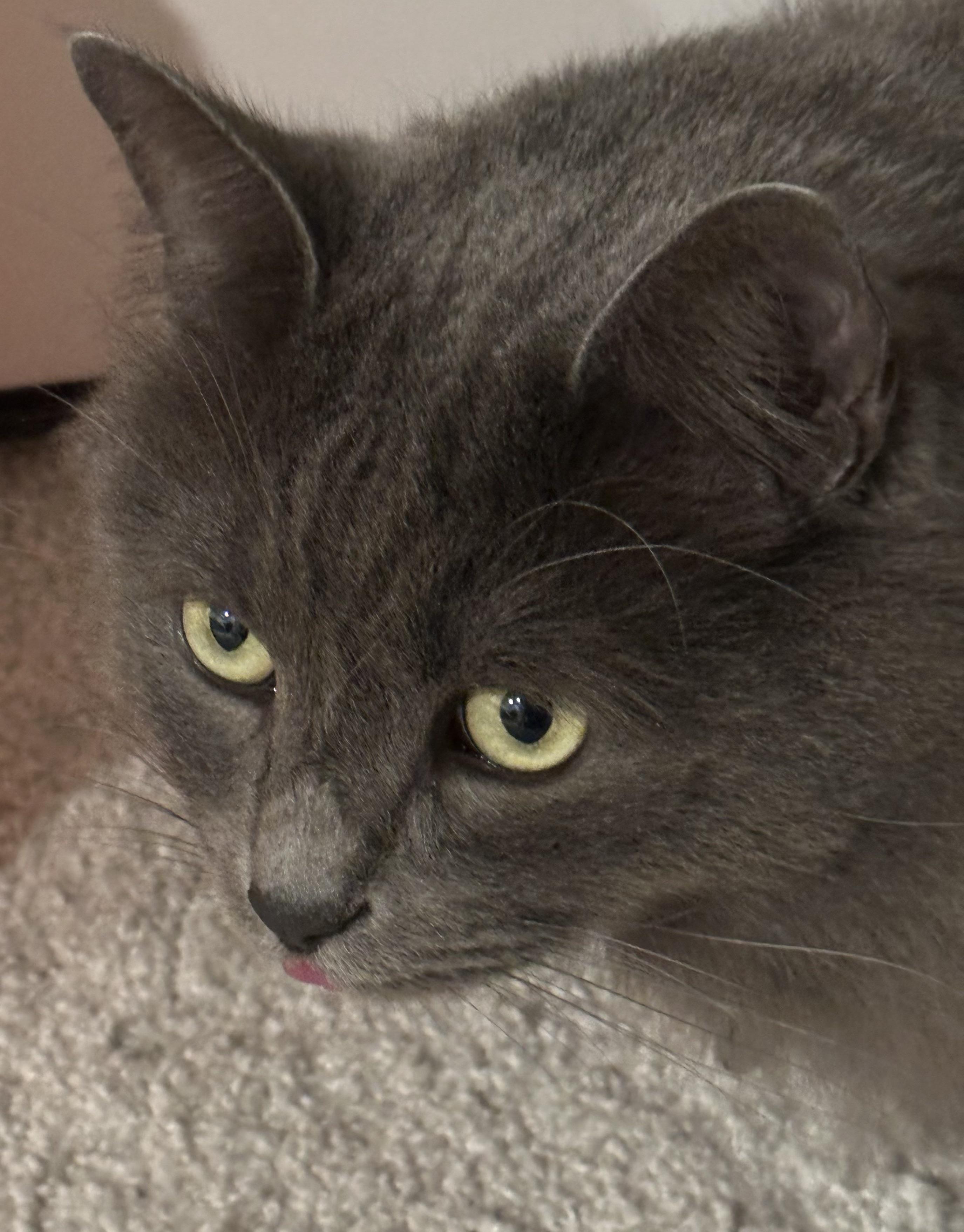 Was told Tomten’s tiny blep belonged here… | Scrolller
