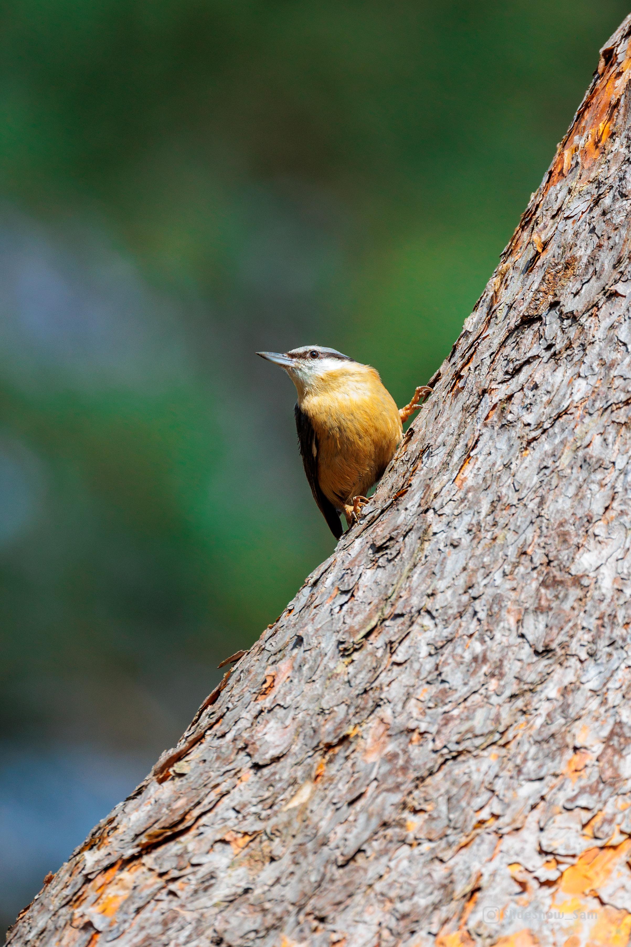 Eurasian Nuthatch in the Netherlands | Scrolller