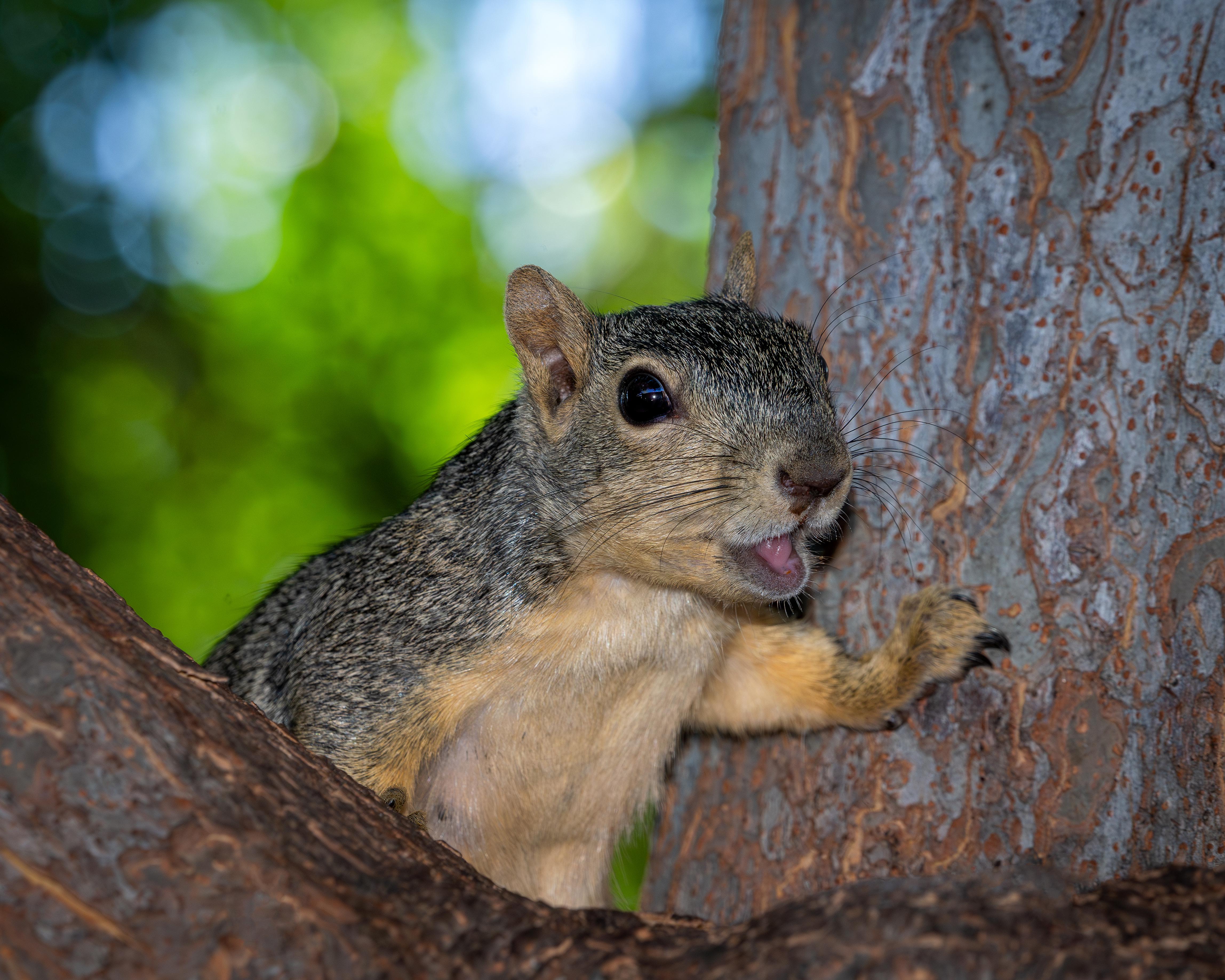 Discover more like Squirrels: Surprize!!! Squirrel and Related Content | Scrolller