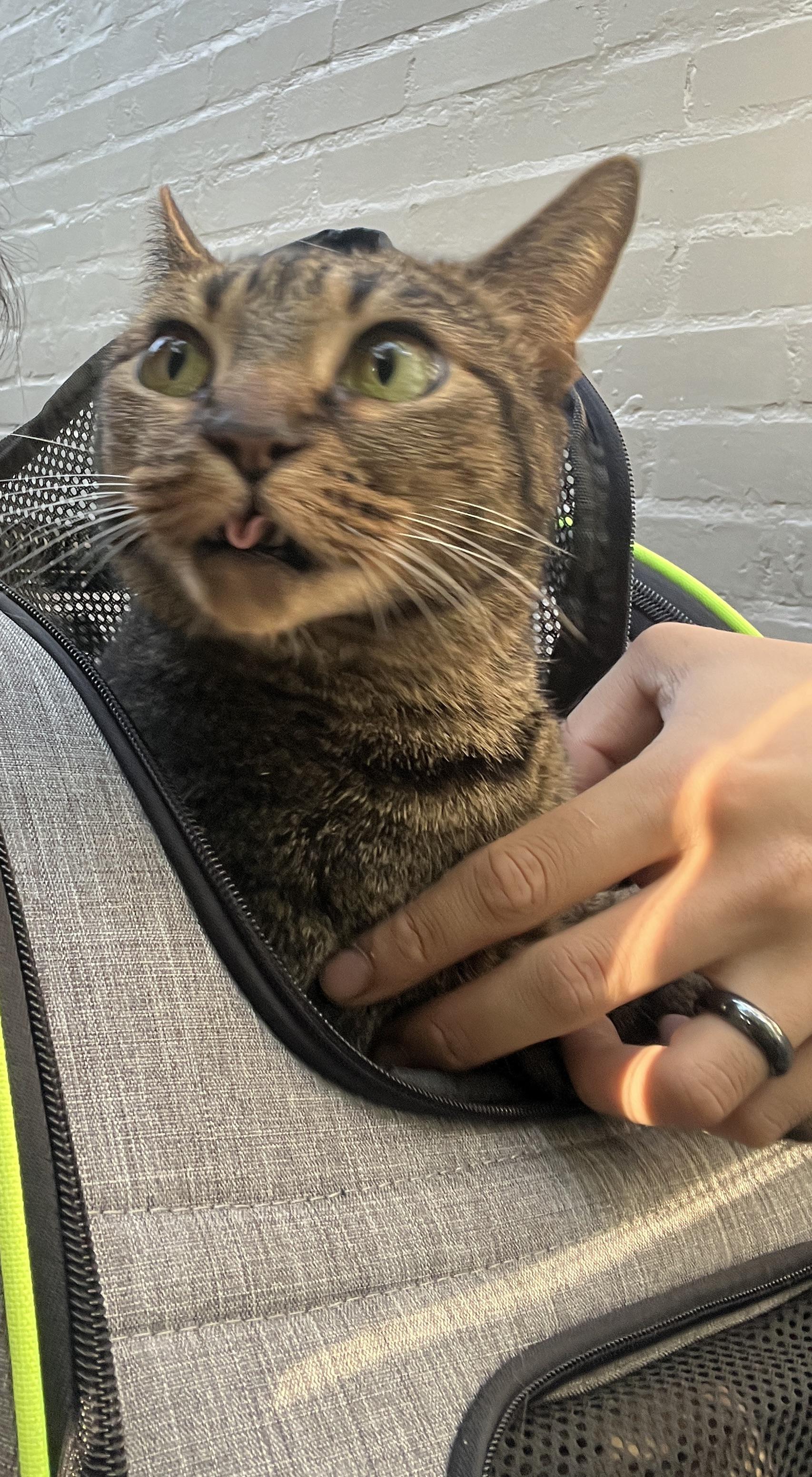 Cat Blep | Scrolller