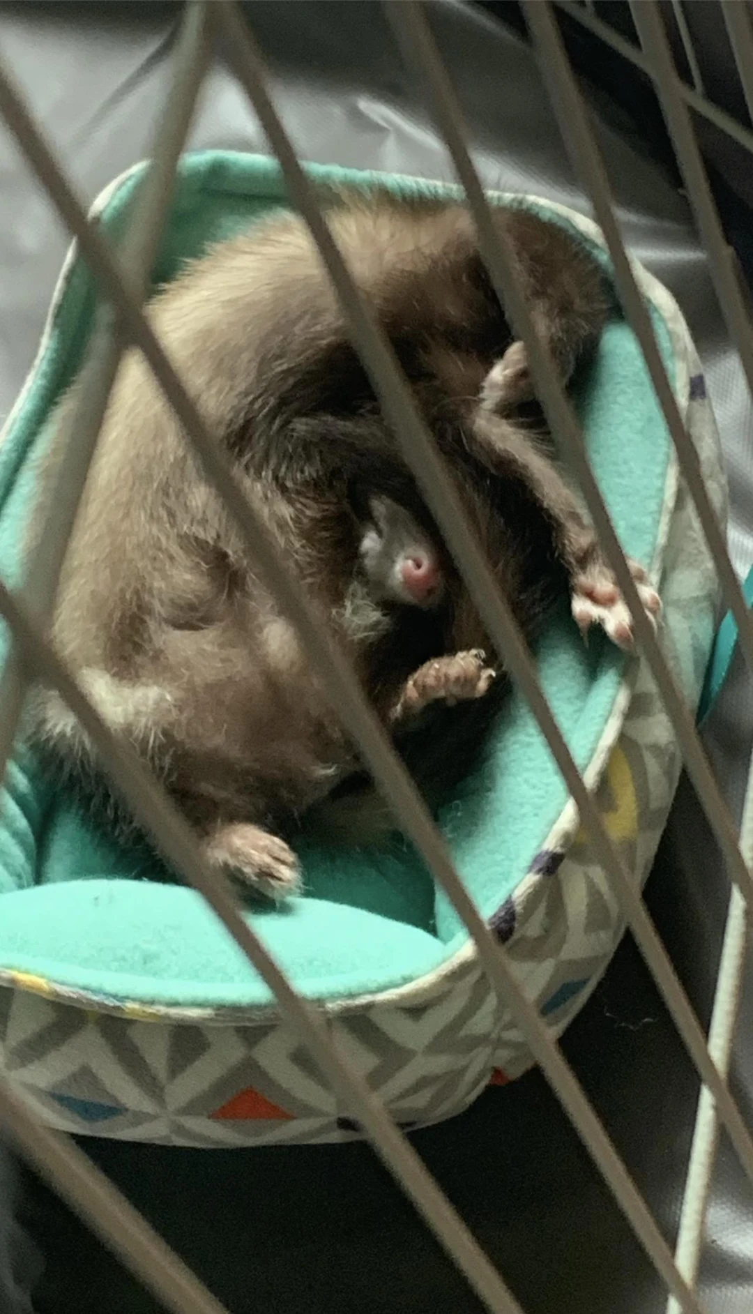 Help! My ferret came unassembled! | Scrolller