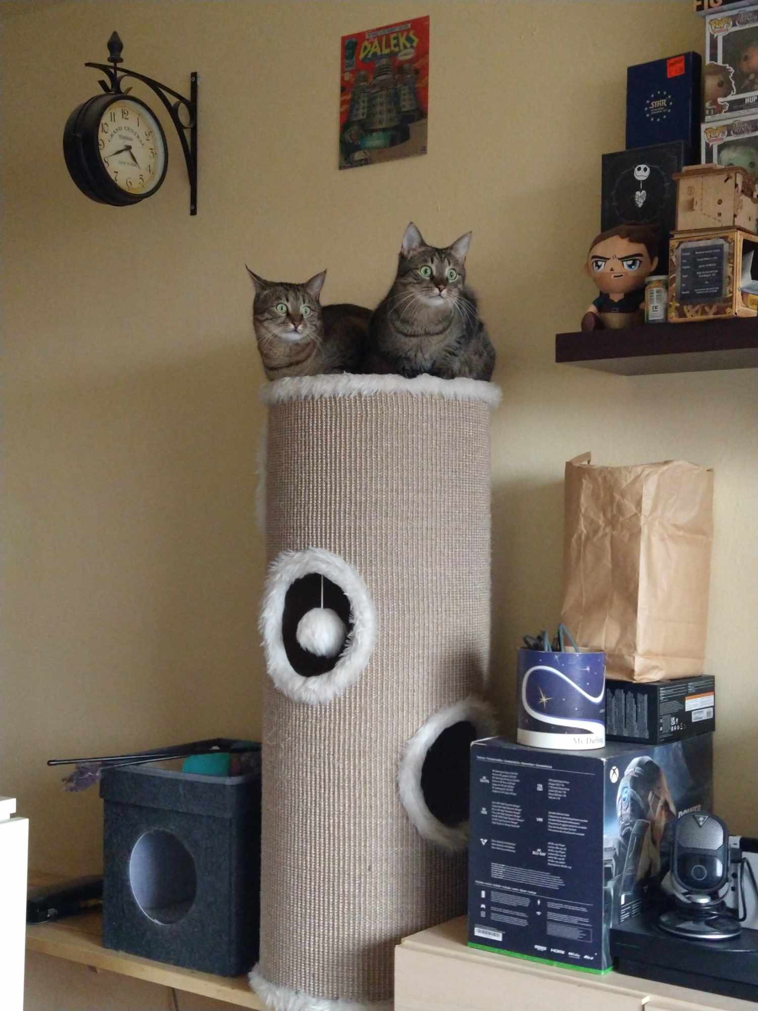 I put the scratching post up there to vacuum the room 🙀😸 | Scrolller