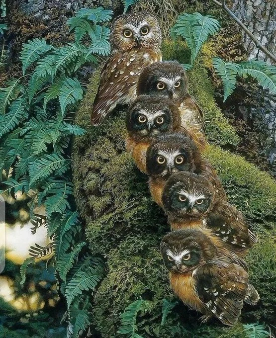 Owls Que 🌿🦉🌿 | Scrolller