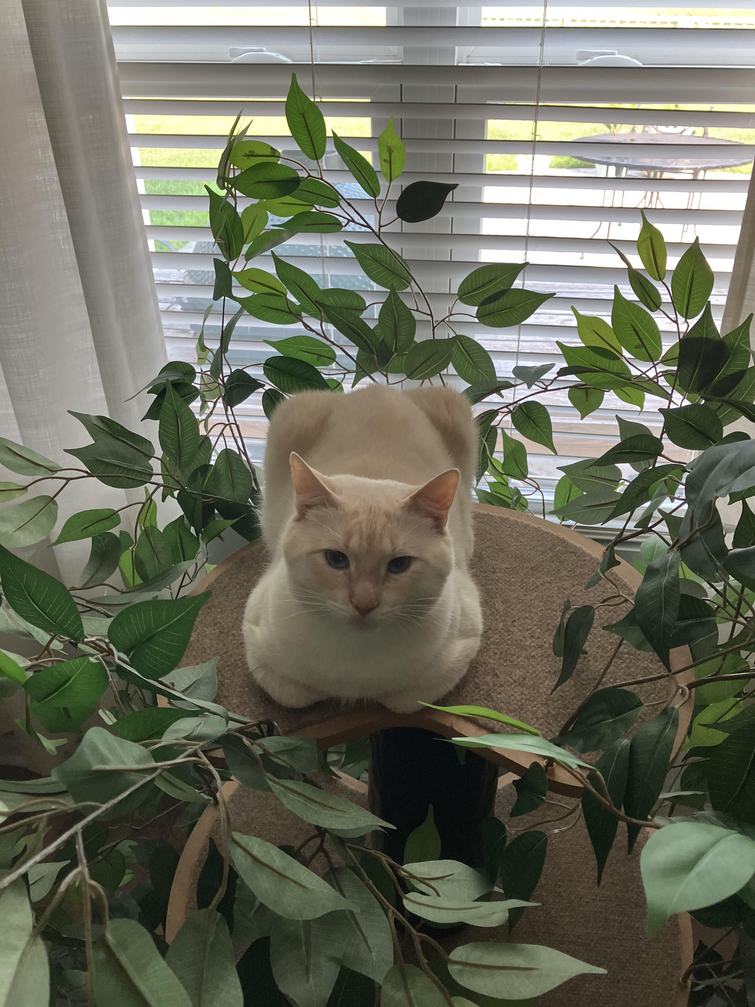 Tree loaf | Scrolller