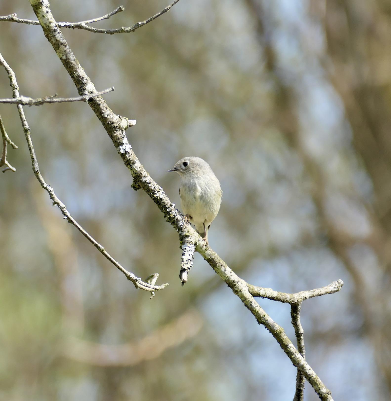 Couple of Ruby Crowned Kinglets that managed to stay still long enough to take a photo. | Scrolller