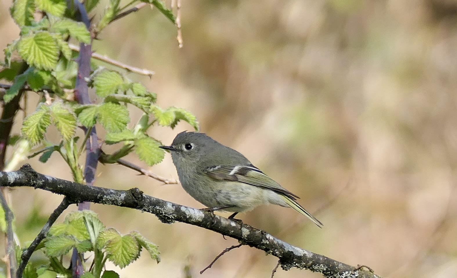 Couple of Ruby Crowned Kinglets that managed to stay still long enough to take a photo. | Scrolller
