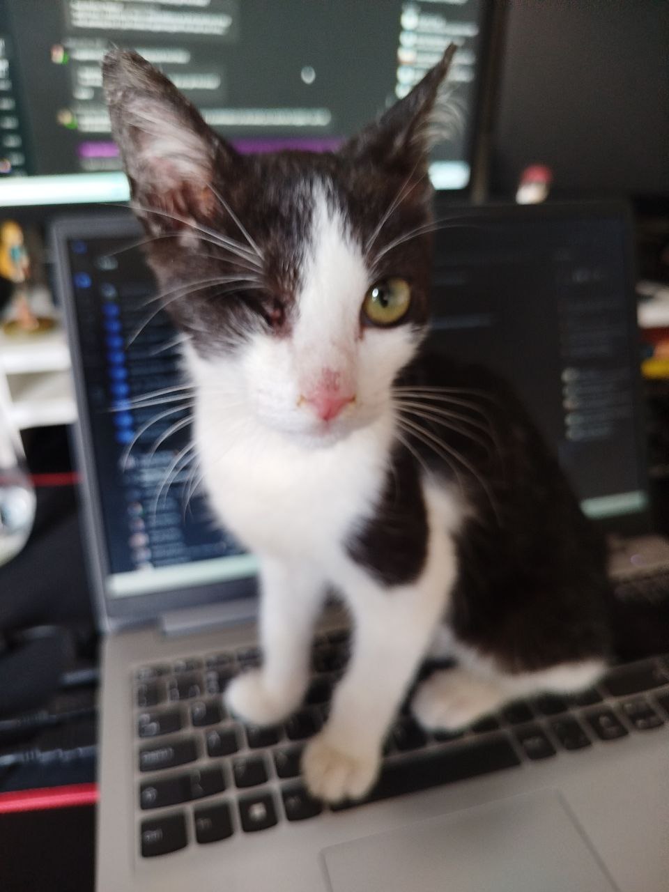 Please Capcom, let Palico's have one eyed closed :') | Scrolller