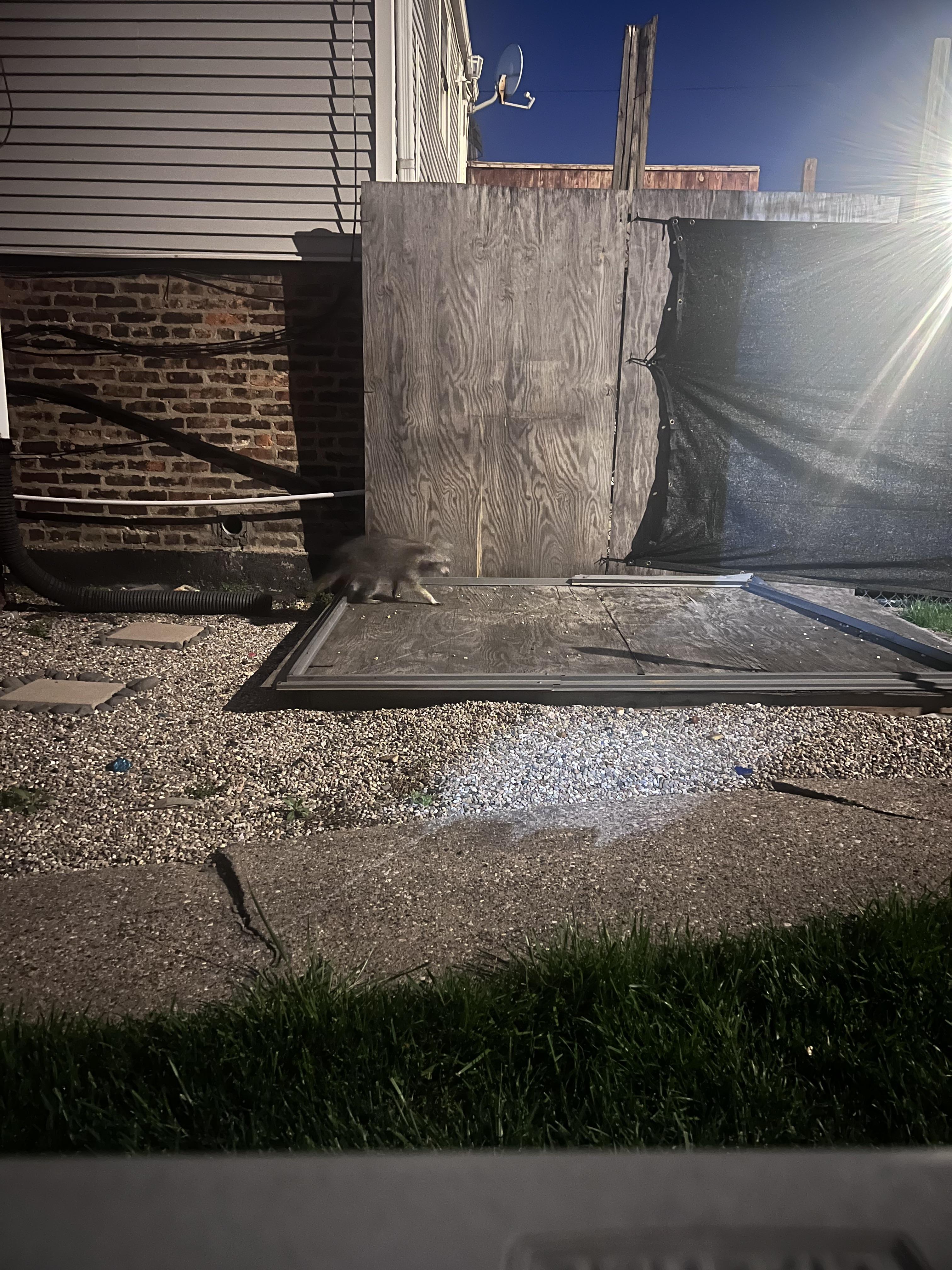 An evening visitor | Scrolller