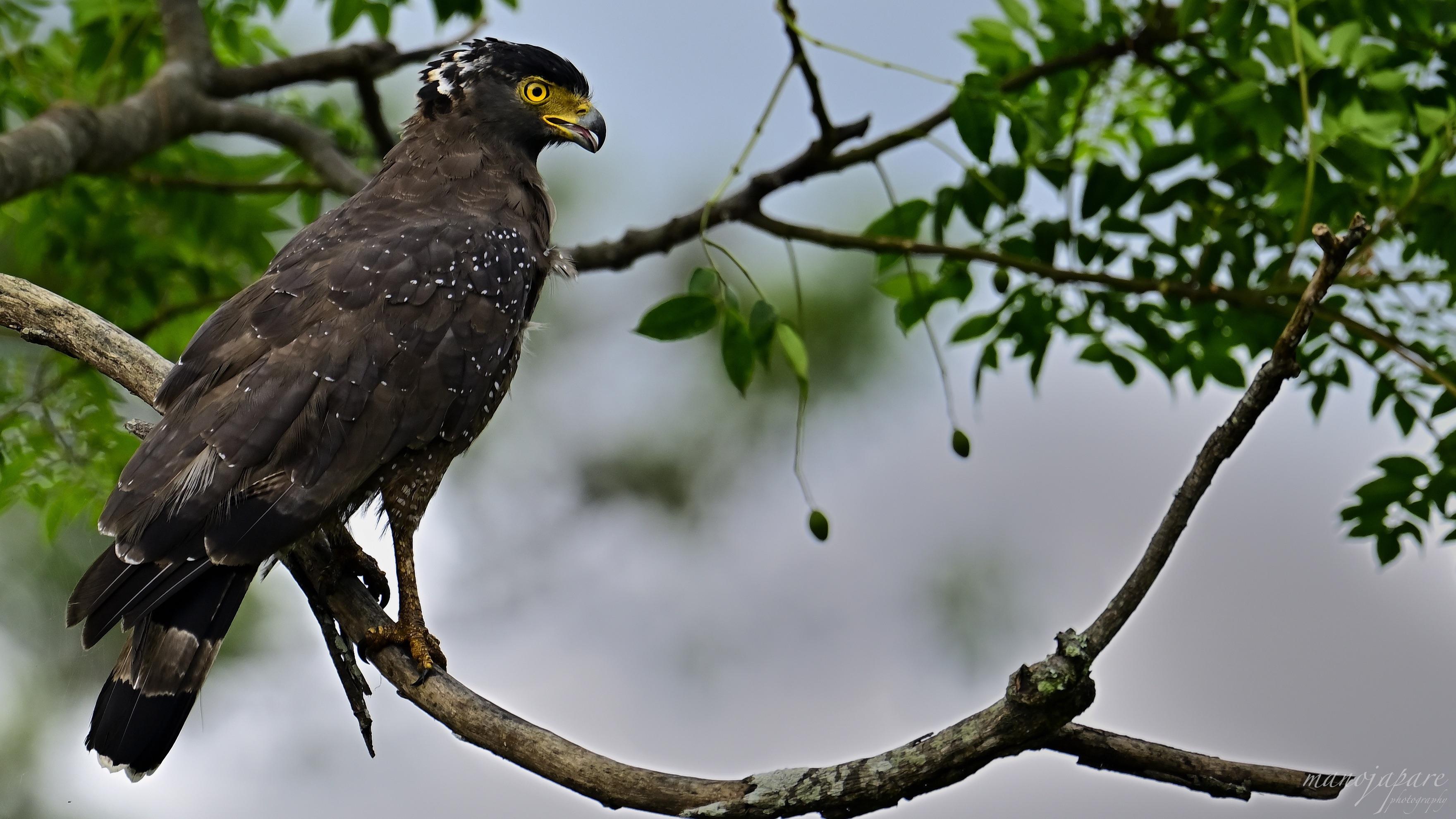 Serpent Eagle | Scrolller