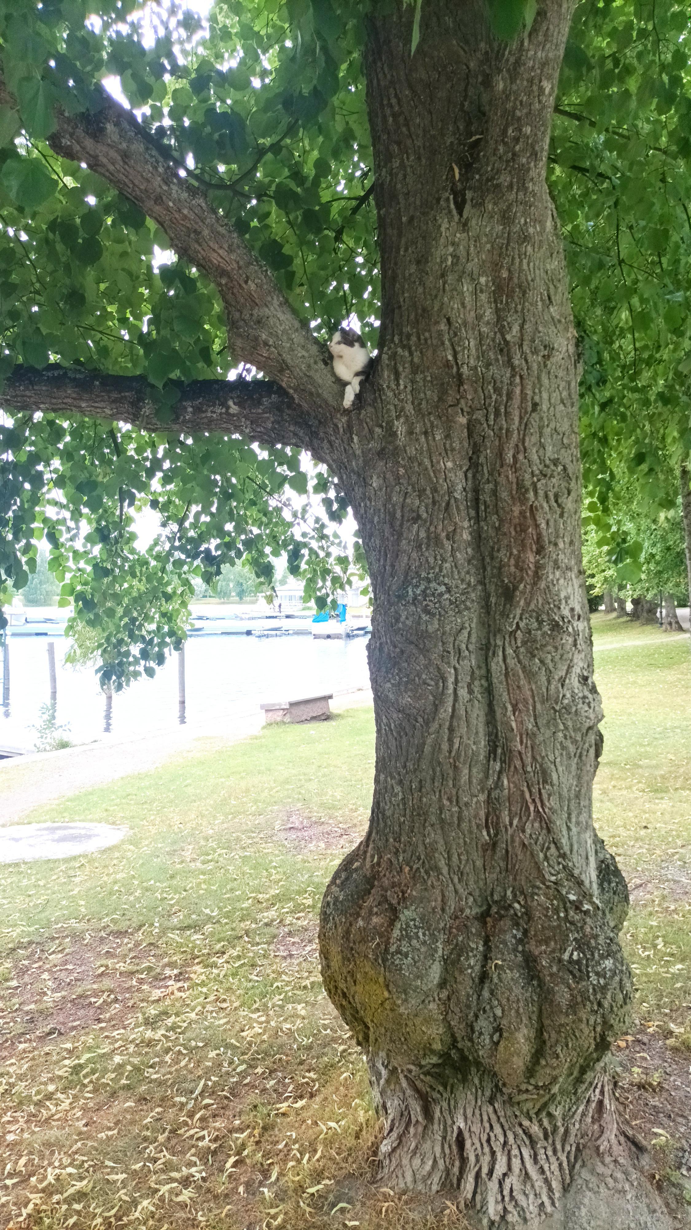 Prowling in the trees | Scrolller