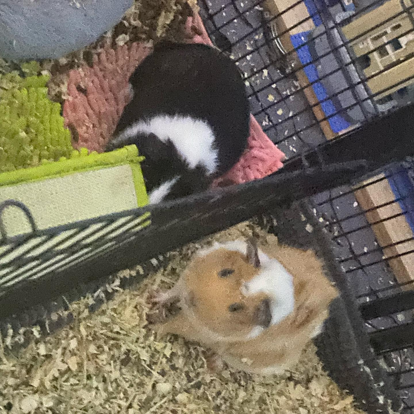 Frankister (frankie/alyster) and kibbles (kiwi/bubbles) are my otps | Scrolller