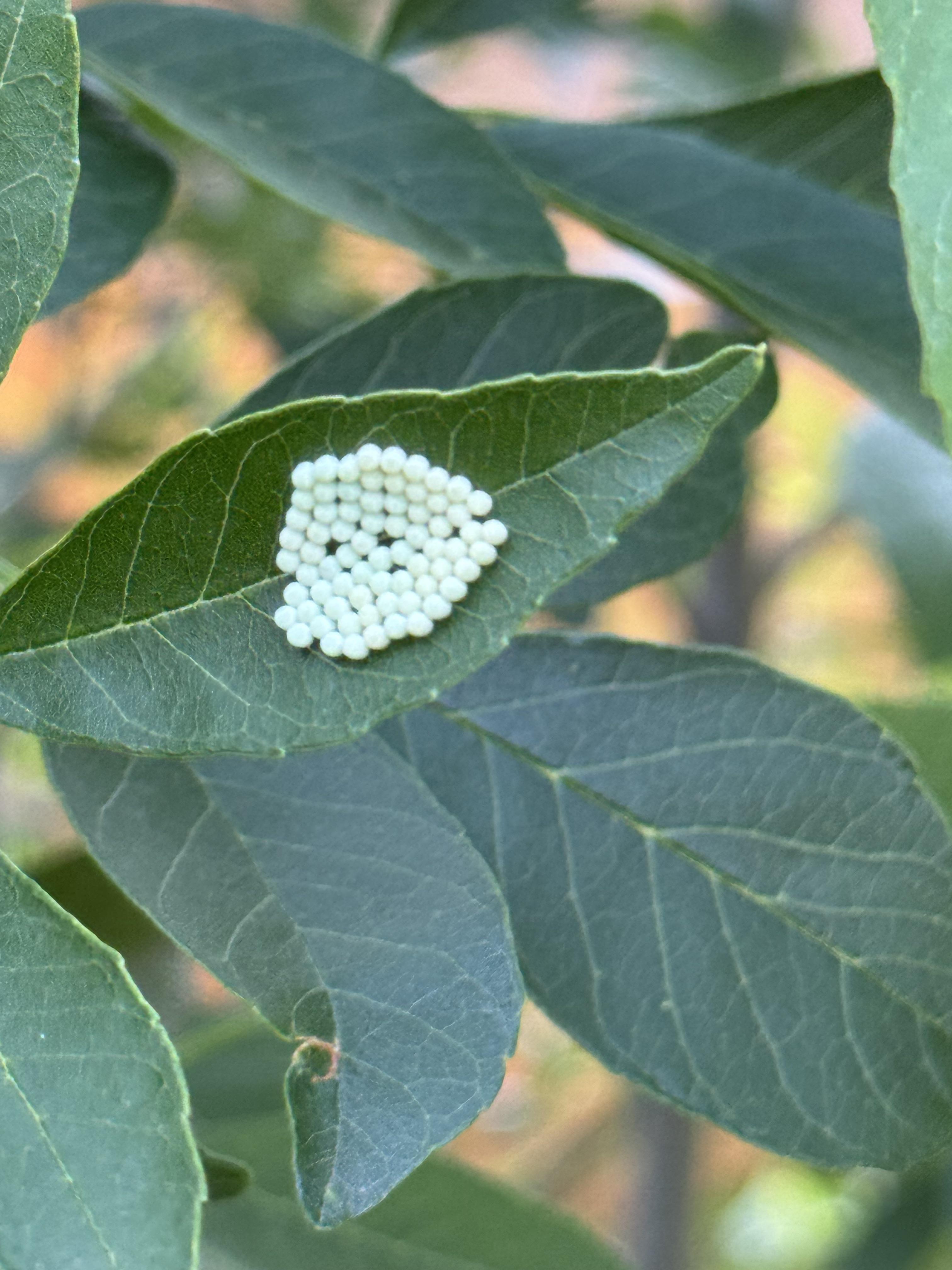 Eggs on plants? | Scrolller