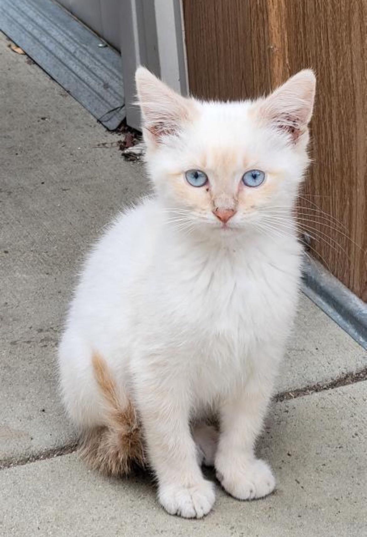 Discover more like Aww: Coco the flame point crispy and Related Content | Scrolller