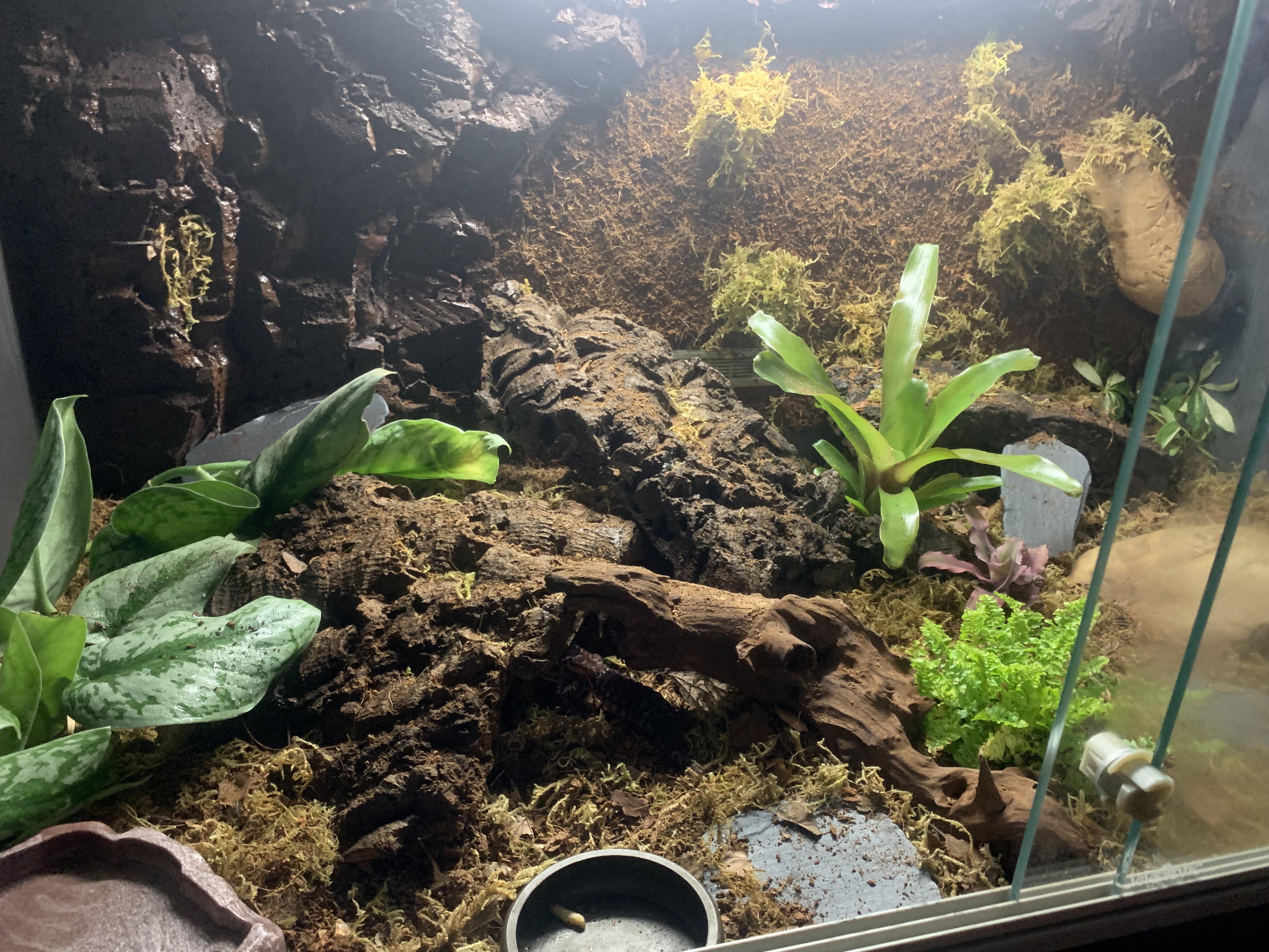 New Bio-Active setup for my AFTG 🦎 | Scrolller