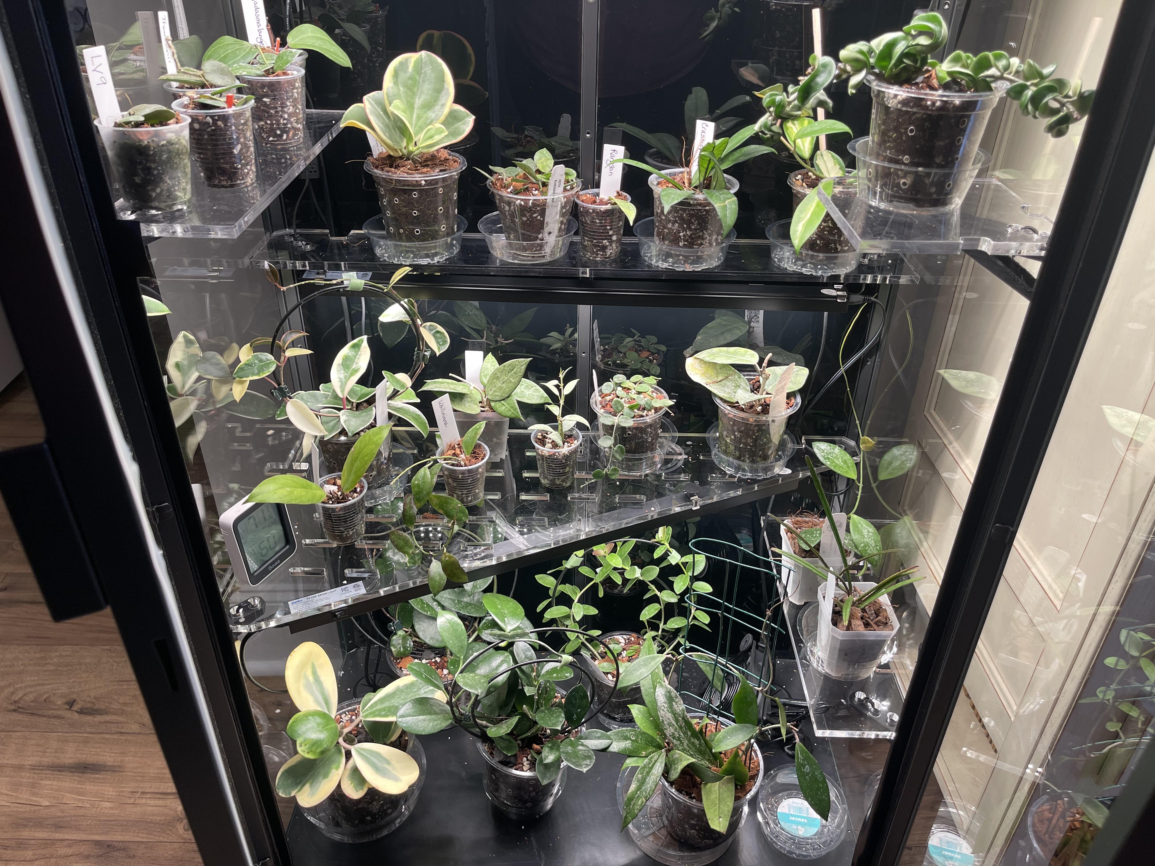 Hoya Cabinet | Scrolller